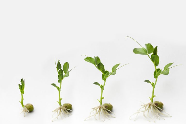 Molecular Diagnostics - 2020 Seed Labs