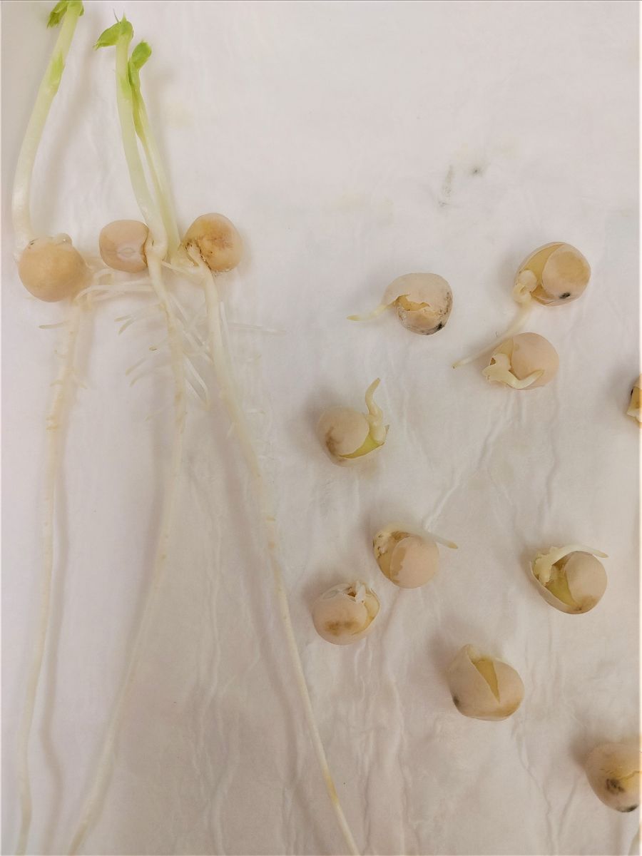 Mitigating Mechanical Damage in Pulses - 2020 Seed Labs