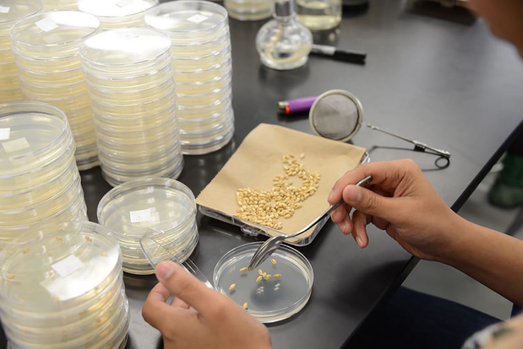 Alberta Lab - 2020 Seed Labs