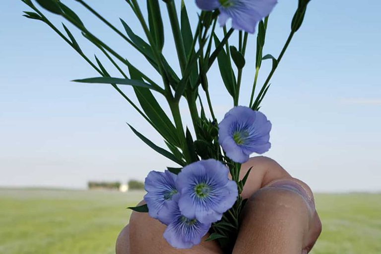 Crop Inspection - 2020 Seed Labs