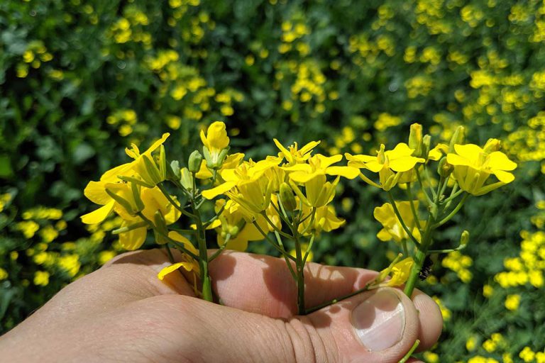 Crop Inspection - 2020 Seed Labs