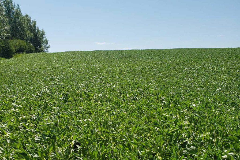 Crop Inspection - 2020 Seed Labs