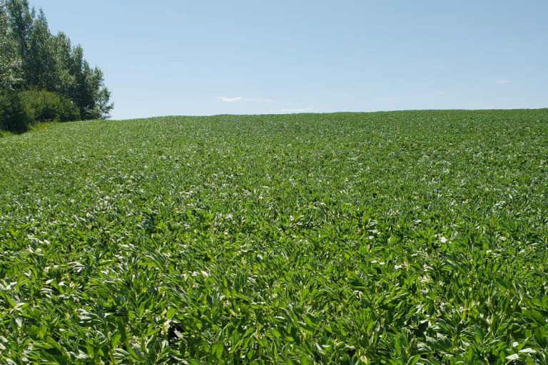Crop Inspection - 2020 Seed Labs
