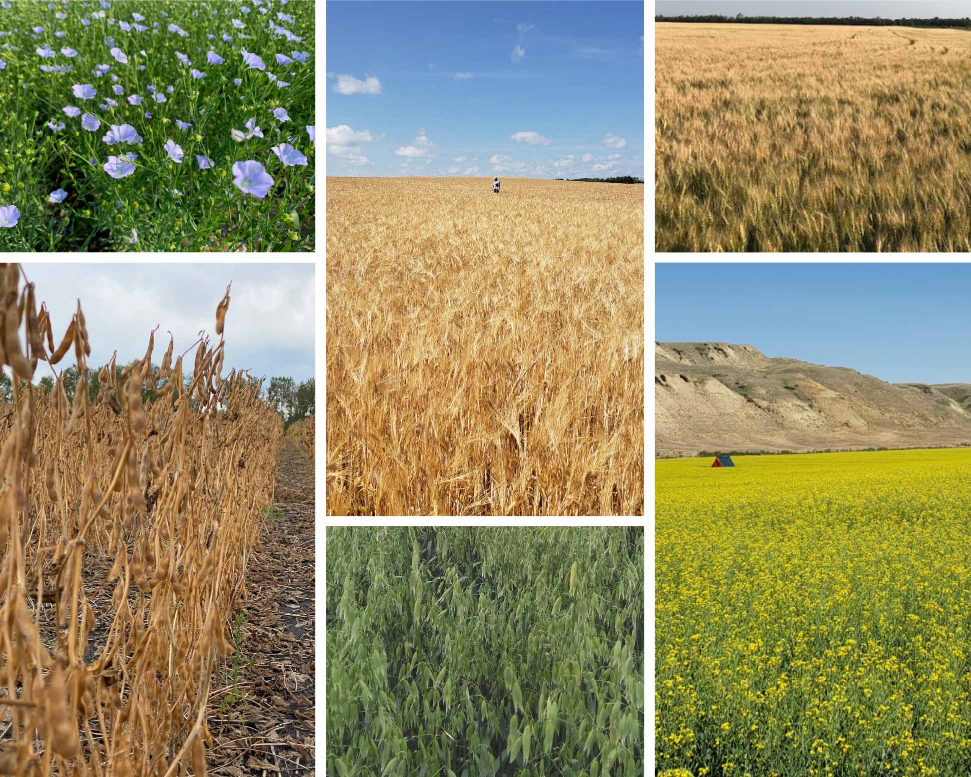 Your Partner in Pedigreed Seed Production - 2020 Seed Labs