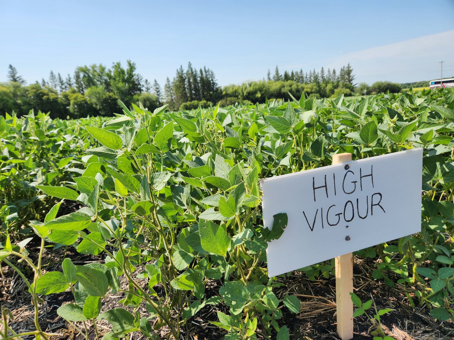 Vigour Testing - The Plots Told the Tale - 2020 Seed Labs