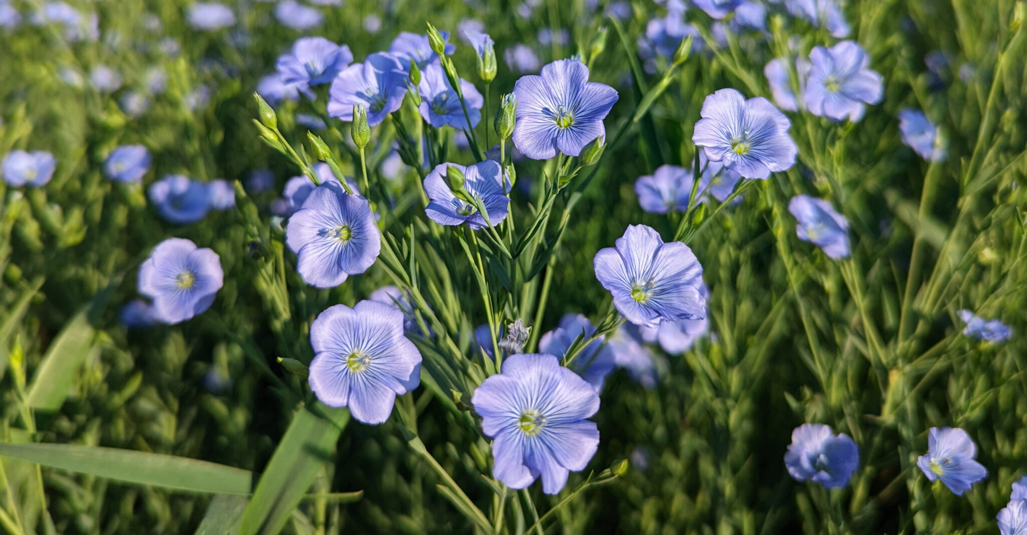 Home - 2020 Seed Labs