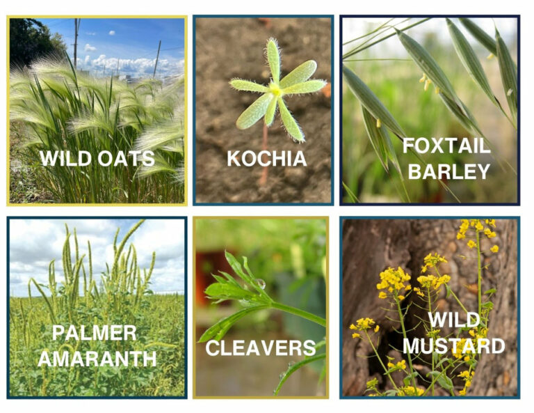 Herbicide Resistant Weed Management - 2020 Seed Labs