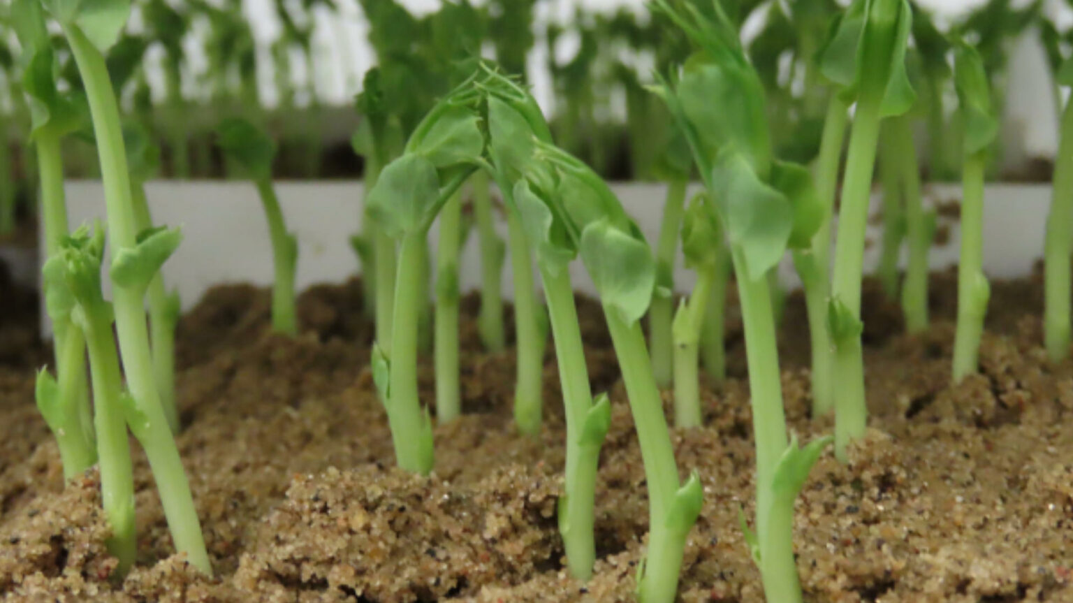 Why Germination Isn’t the Whole Story - 2020 Seed Labs