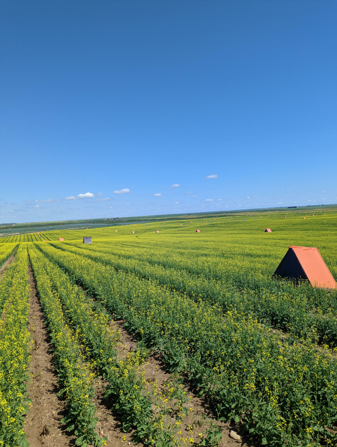 Crop Inspection - 2020 Seed Labs