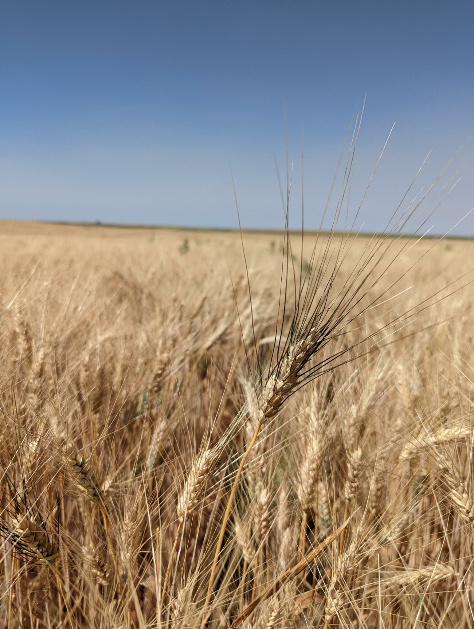Crop Inspection - 2020 Seed Labs