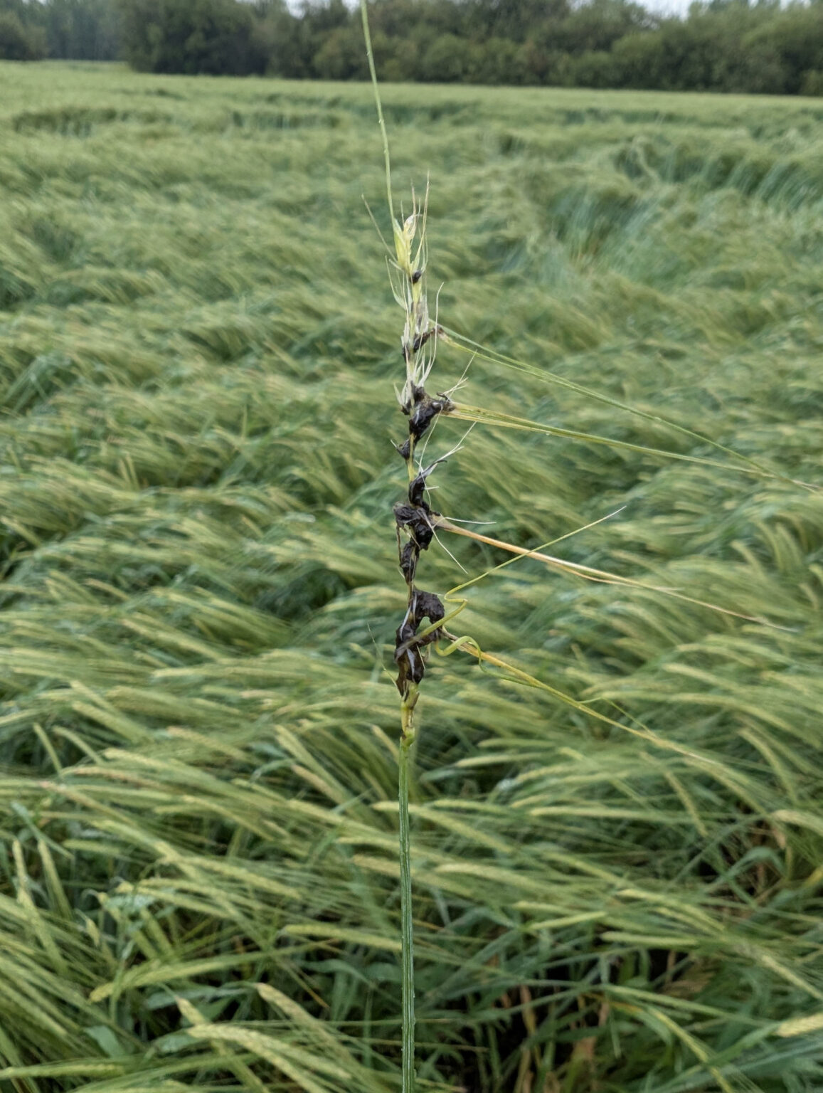 Crop Inspection - 2020 Seed Labs