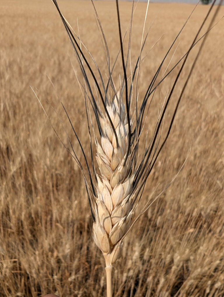 Crop Inspection - 2020 Seed Labs