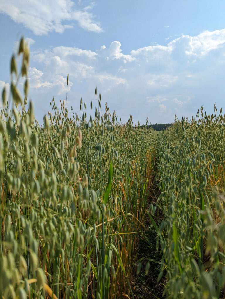 Crop Inspection - 2020 Seed Labs