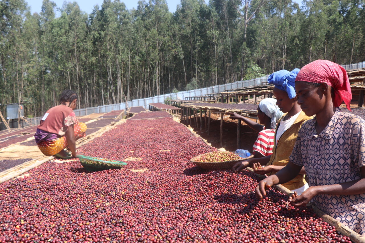 Bono Coffee | Fresh Ethiopian Coffee